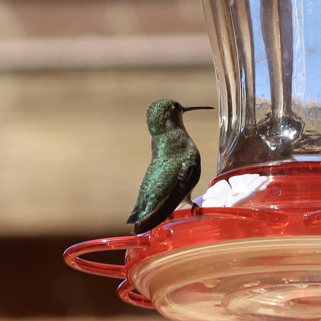 Costa's Hummingbird in October 2022 by Sophia Zhou · iNaturalist