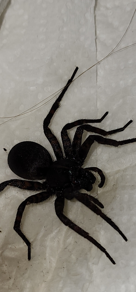 Wetland Giant Wolf Spider from Chapmanville, WV 25508, USA on October ...