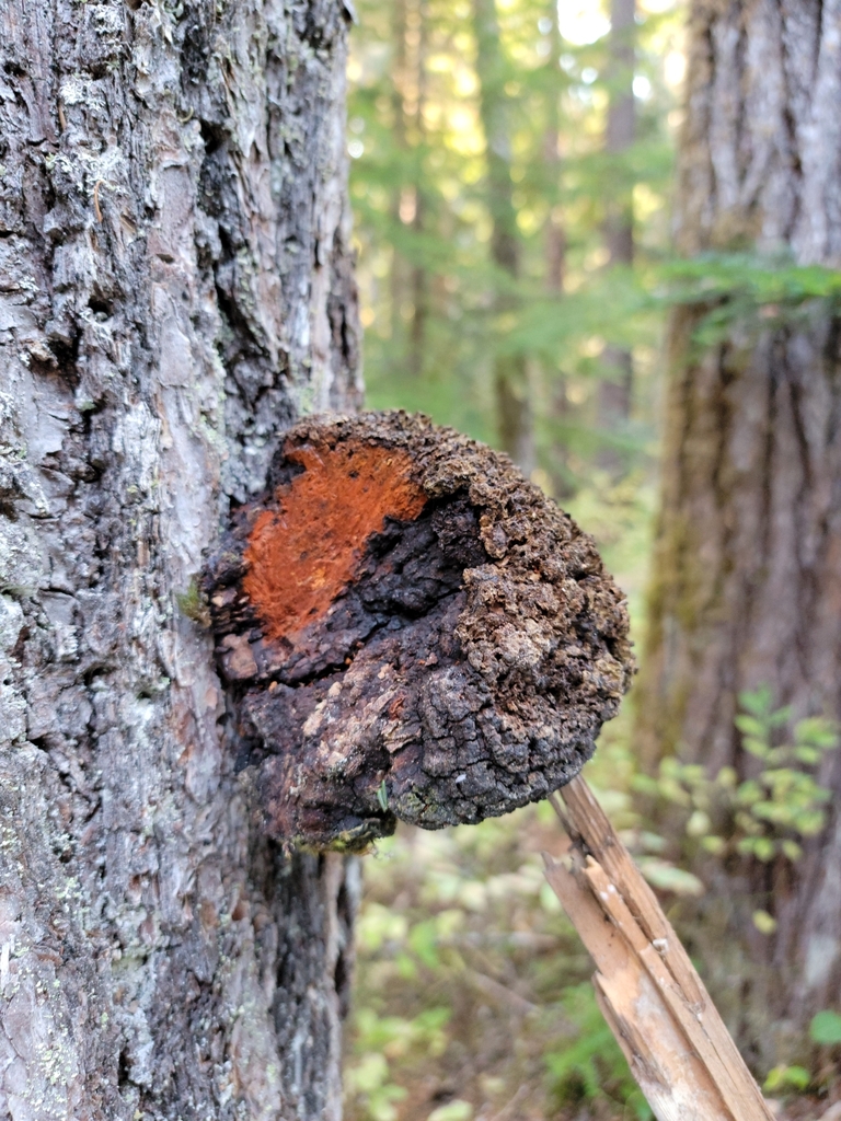 Indian paint fungus from Pemberton, BC V0N 2L2, Canada on October 16 ...