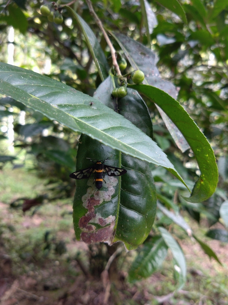 Japanese Nine-spotted Moth from Nantou, TW-TA, TW on October 19, 2022 at 01:25 PM by I-Ting ...