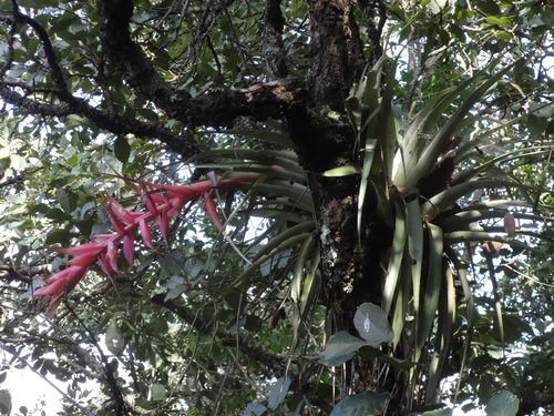 Observations by tokyirekuakahuarikua · iNaturalist
