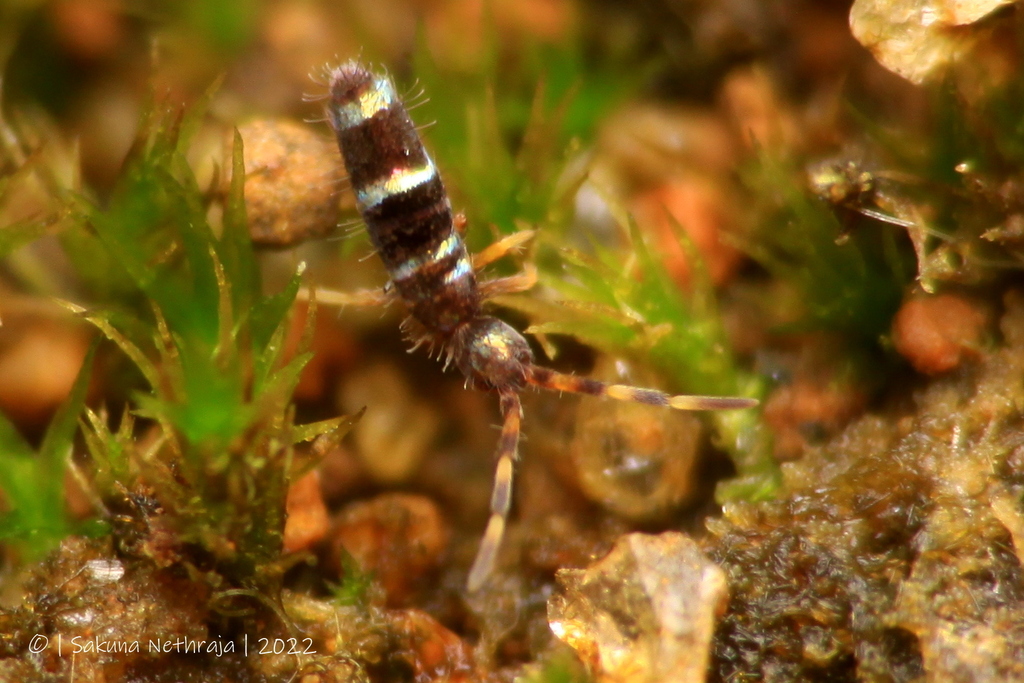 Slender Springtails in October 2022 by Sakuna Nethraja Gamage · iNaturalist