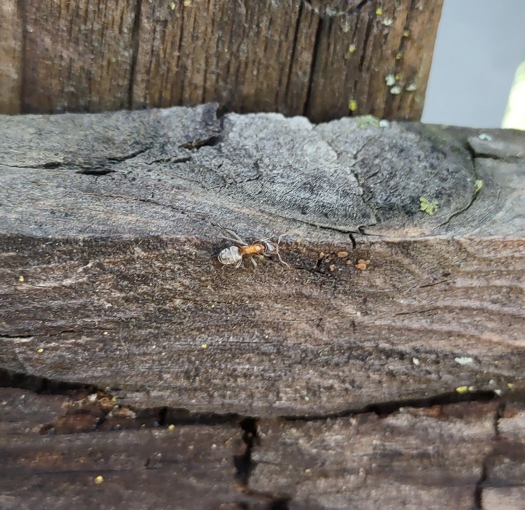 Western Velvety Tree Ant from Wynola on October 16, 2022 at 02:02 PM by ...