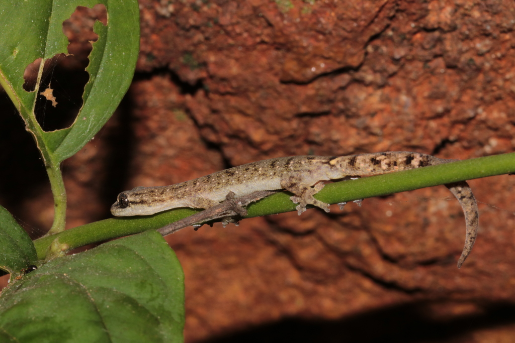 Araku Slender Gecko from 7XJR+64G, Andhra Pradesh 531149, Indien on ...