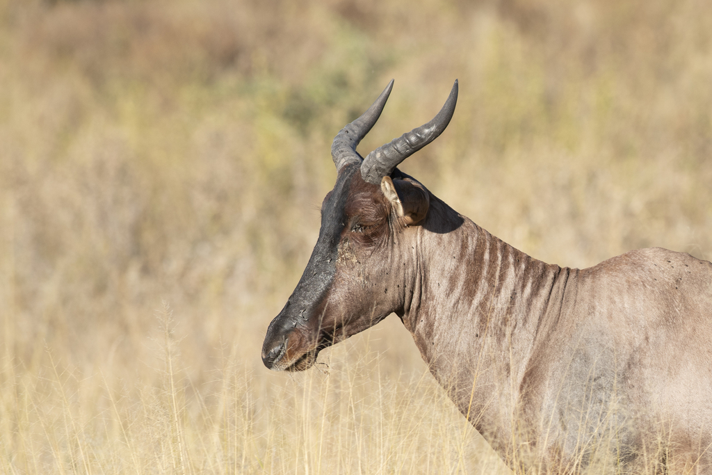 Common Tsessebe from Chobe, Botswana on June 04, 2022 at 05:26 AM by ...