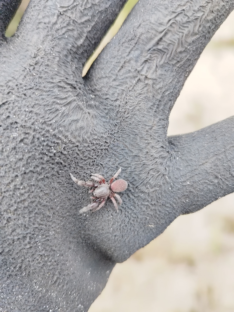 Common Palp-footed Spiders from Cape Flats Nature Reserve, Bellville ...