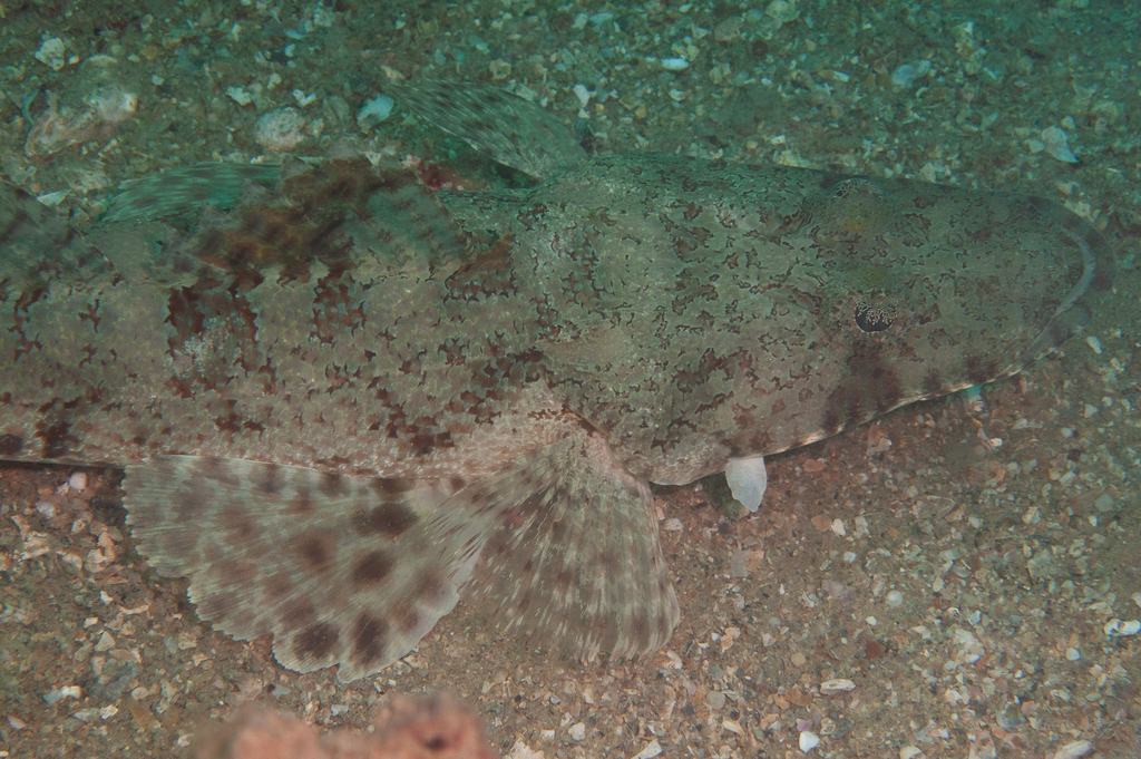 Spiny Flathead from Three-Ships, Fraser Island, Fraser Island (K'gari ...