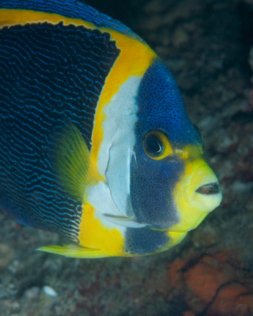 Scribbled Angelfish from Three-Ships, Fraser Island, Fraser Island (K ...