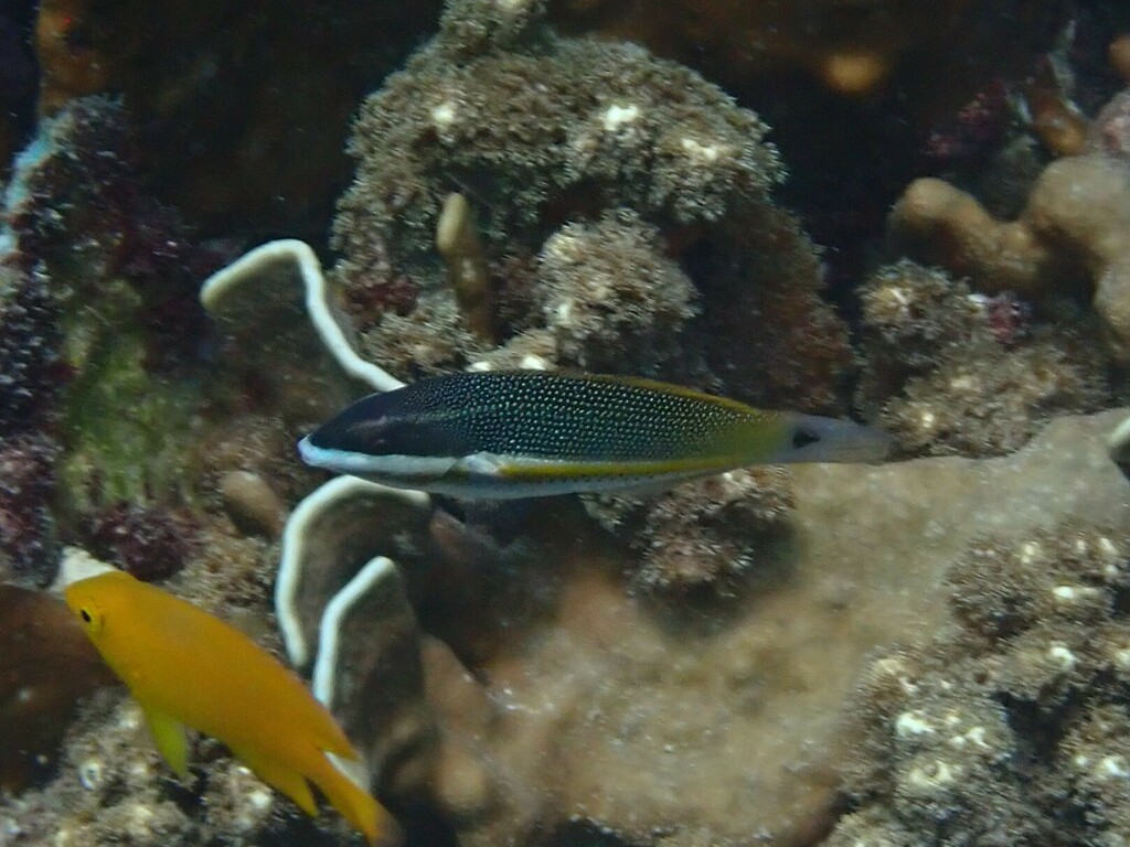 Three-ribbon Wrasse from J92F+2JG Andaman Sea, ตำบล ราไวย์ ประเทศไทย on ...