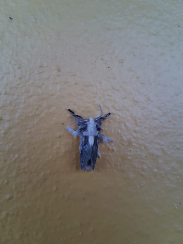 Butterflies and Moths from Puerto Rico, Aibonito, Puerto Rico, US on ...