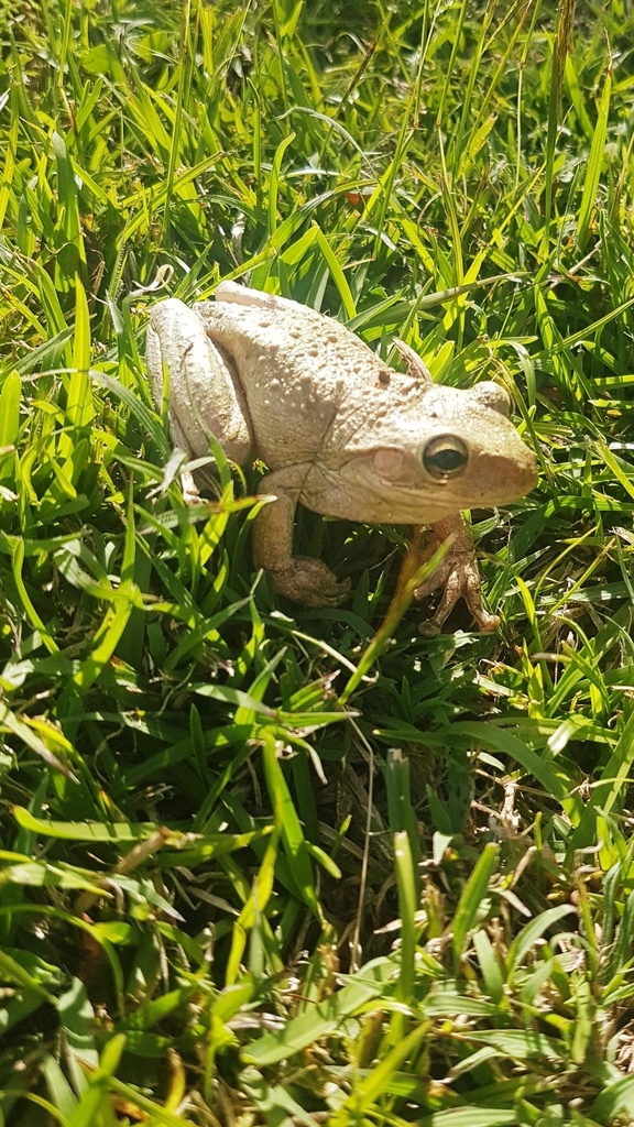 Cuban Tree Frog from Puerto Rico, Aibonito, Puerto Rico, US on October ...