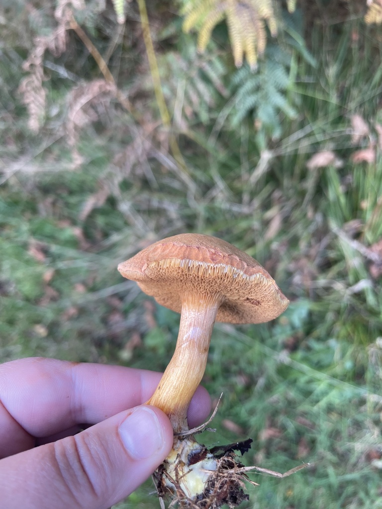 Peppery Bolete from Loch Lomond & The Trossachs National Park, Glasgow ...