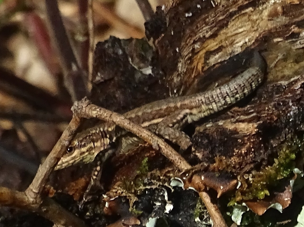 Common Wall Lizard from 36300 Ciron, France on October 18, 2022 at 01: ...