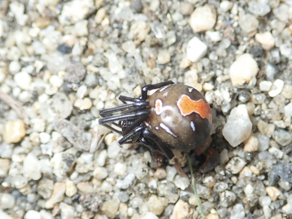 Redback Spider from 豊里1丁目, 大阪市東淀川区, 大阪府, JP on October 19, 2022 at 04: ...