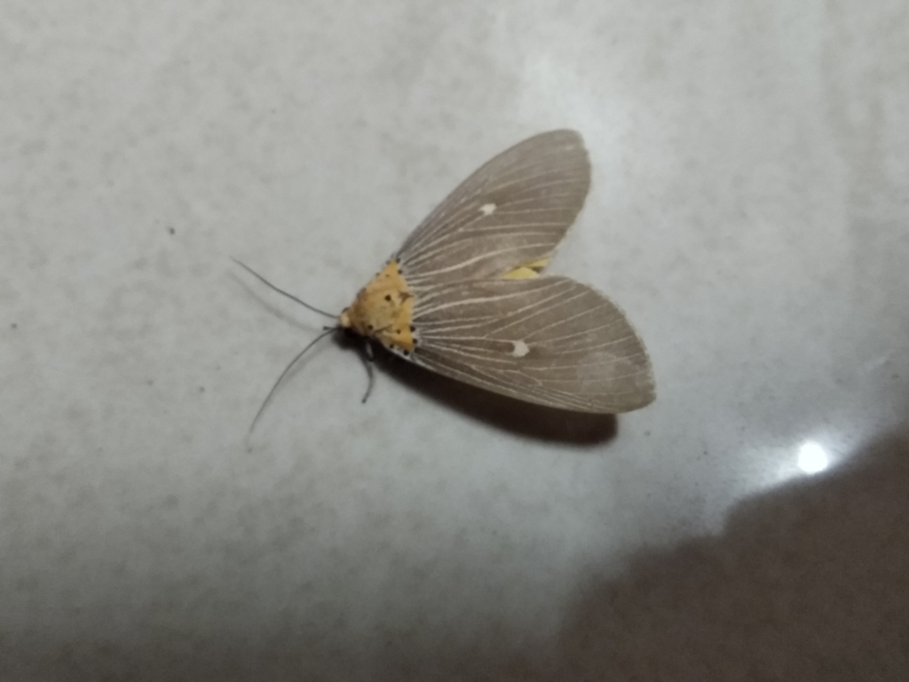 Tropical Tiger Moth from VRR2+9PX, Ariyankuppam, Puducherry 605007 ...