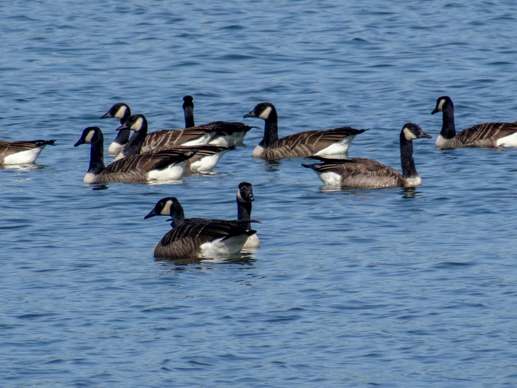 Canada Goose from Mattox Creek, Colonial Beach, VA, US on October 16 ...