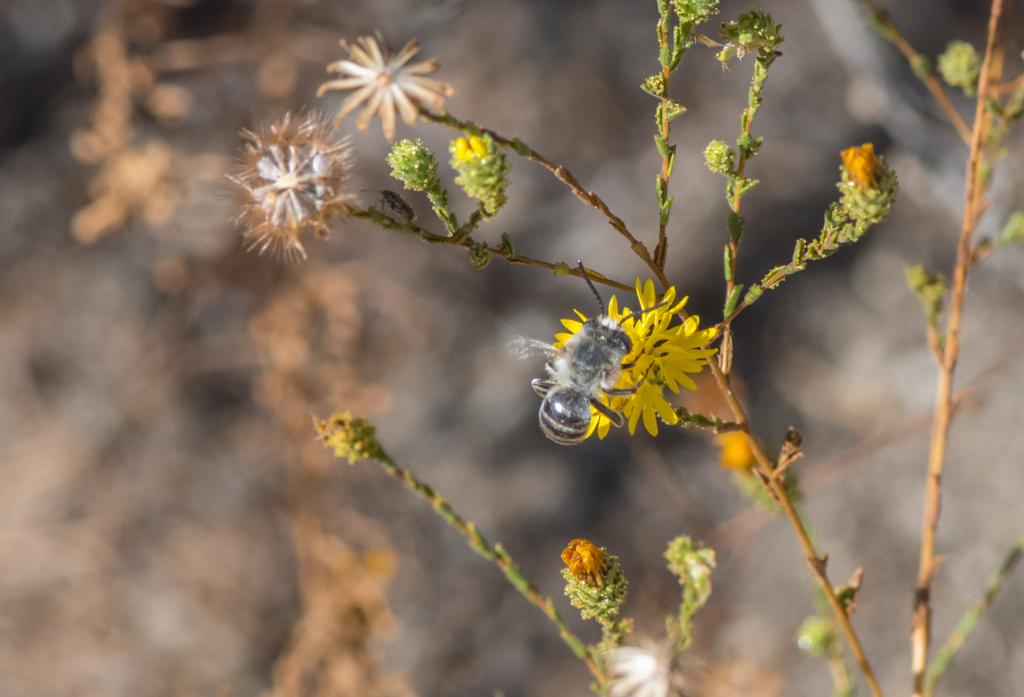 Urbane Digger Bee from Lake View Terrace, Los Angeles, CA, USA on ...