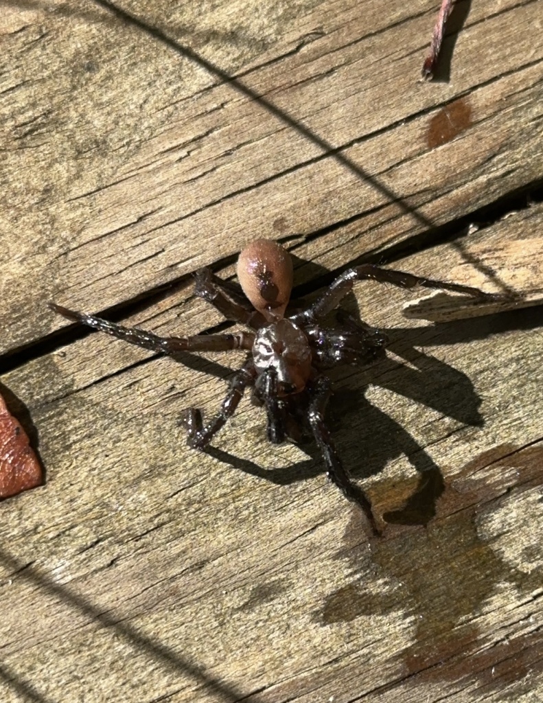 Antrodiaetus unicolor in October 2022 by Daniel Mauer · iNaturalist