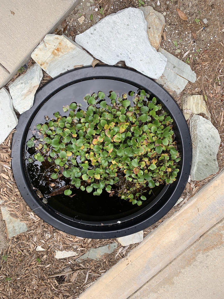 American frogbit from Osprey, FL, US on October 19, 2022 at 12:56 PM by ...