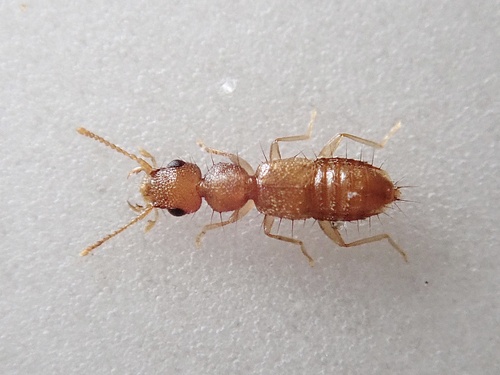 Subspecies Sunesta setigera setigera · iNaturalist