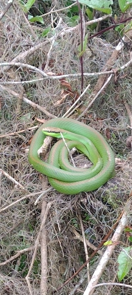 Lichtenstein's Green Racer from Pelotas, BR-RS, BR on October 19, 2022 ...
