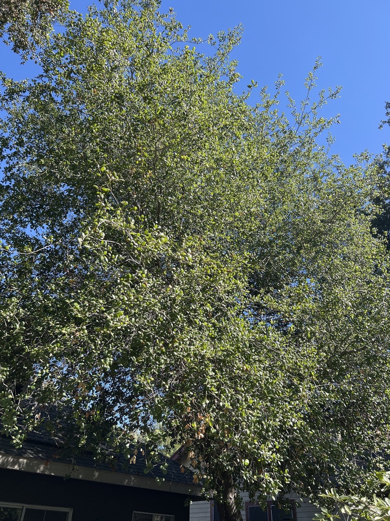 coast live oak from El Sereno Ave, Pasadena, CA, US on October 19, 2022 ...