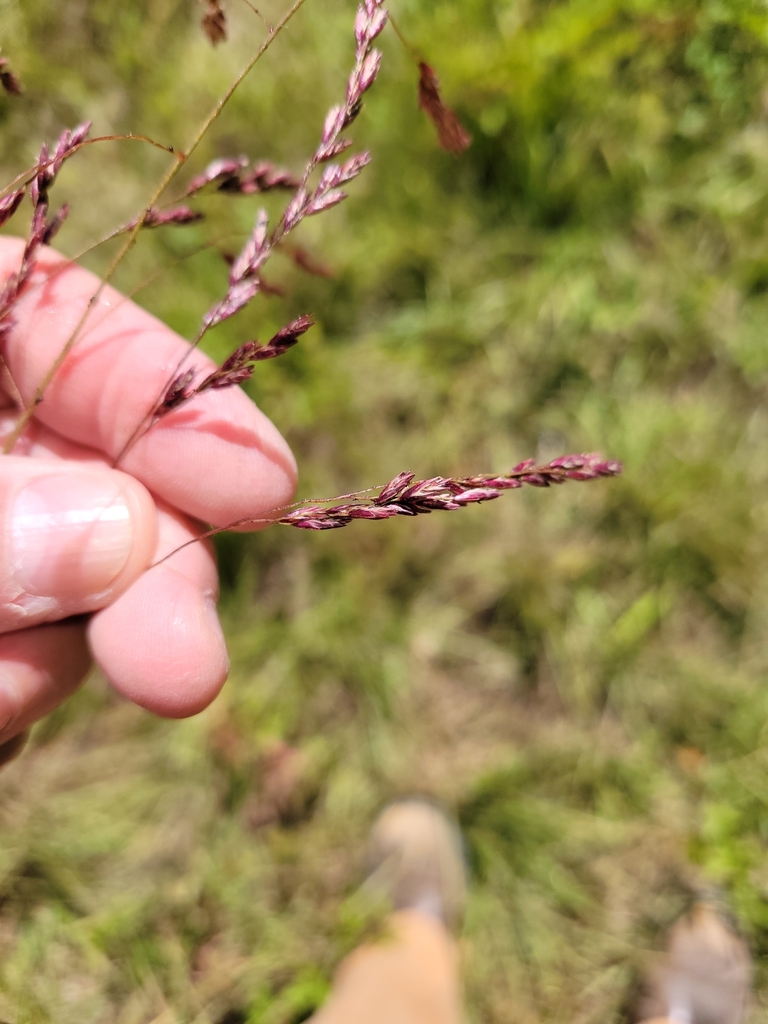purpletop tridens from Warren, TX 77664, USA on October 19, 2022 at 12: ...