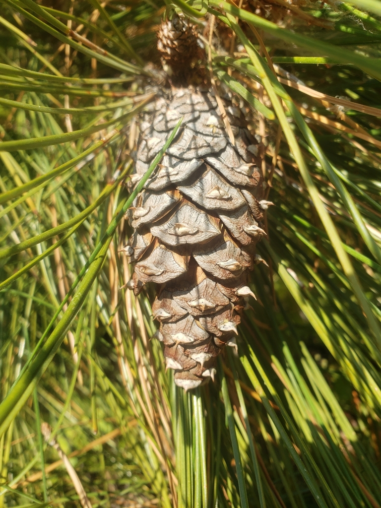 Ponderosa Pine from White Swan, WA 98952, USA on October 19, 2022 at 11 ...