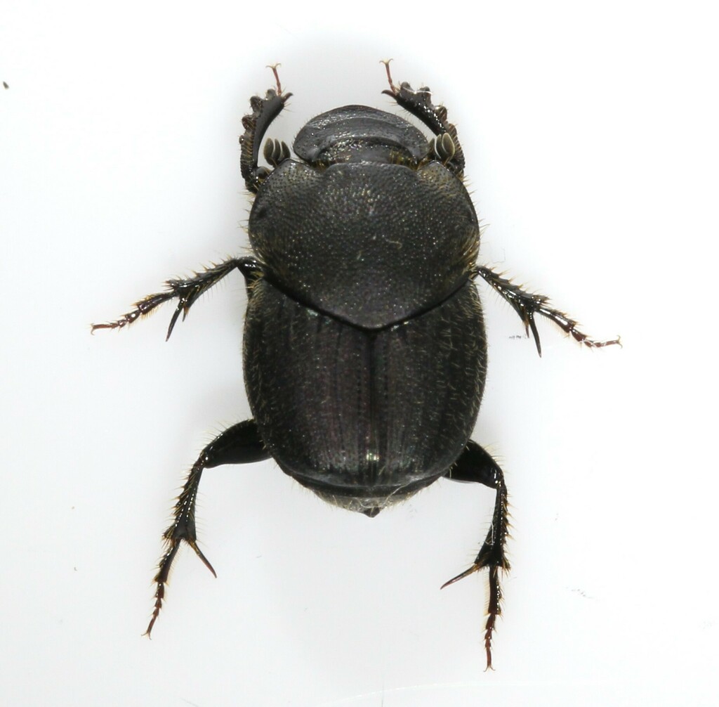 Scooped Scarab in June 2022 by Dave Webb. Found in horse manure ...