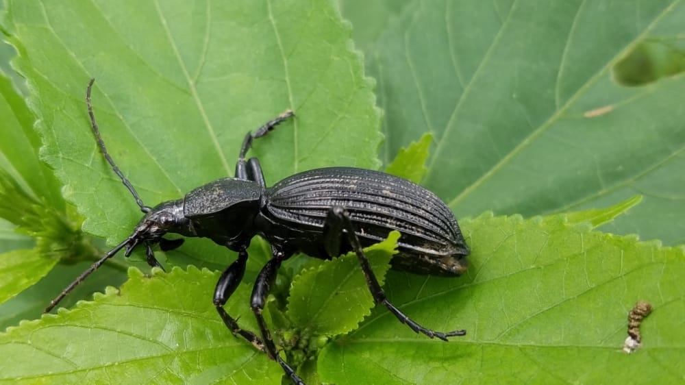 Peaceful giant ground beetles from Kibale National Park on October 18 ...