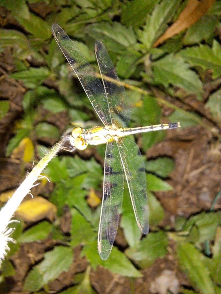 Chalky Percher in October 2022 by Anumay Gopal. @amila_sumanapala ...