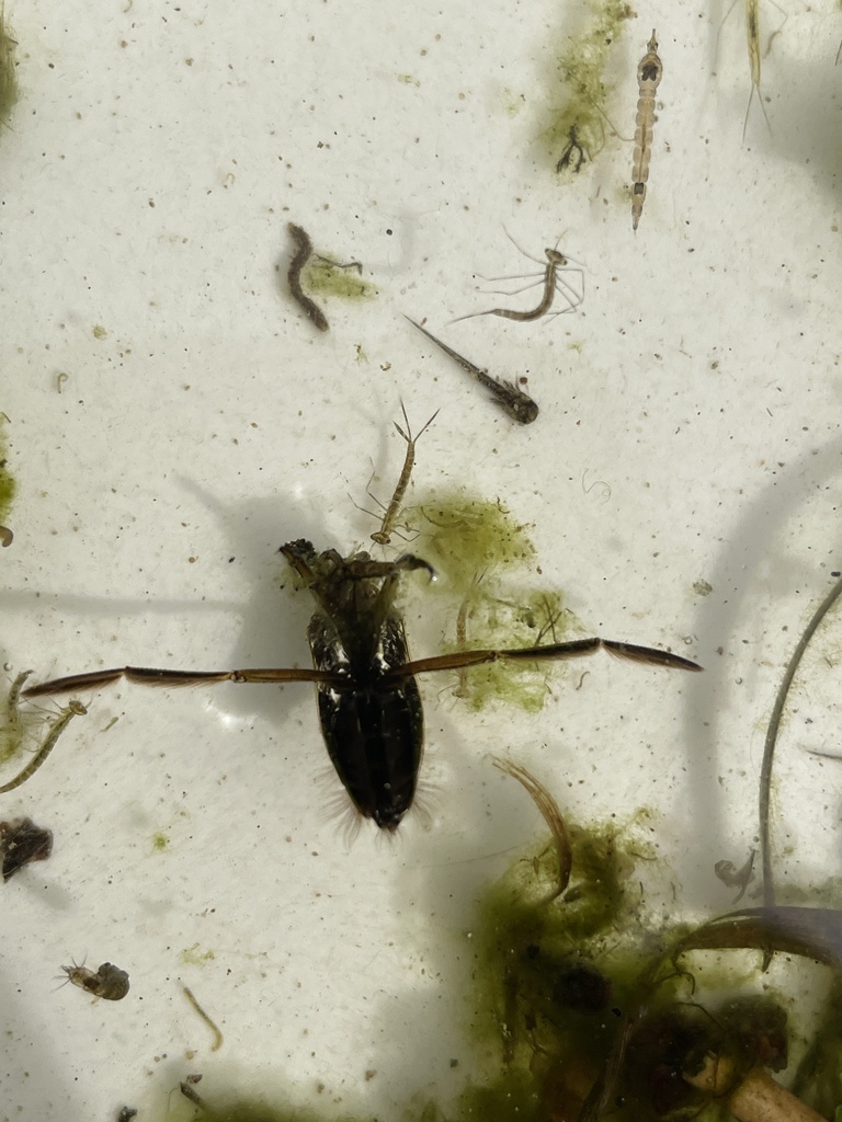 Notonecta from Loch Lomond & The Trossachs National Park, Glasgow ...