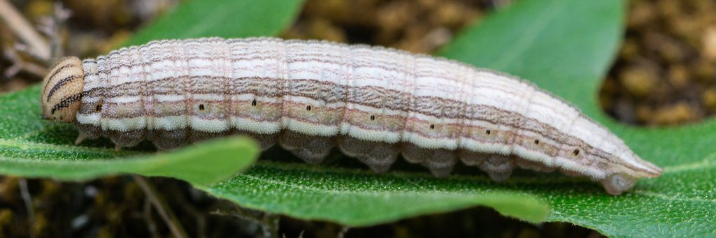 Satyrs, Morphos, and Allies in May 2022 by Benjamin Fabian · iNaturalist