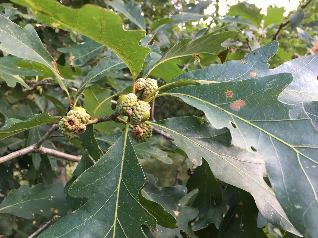 white oak from Dukes County, US-MA, US on August 26, 2018 at 06:51 PM ...