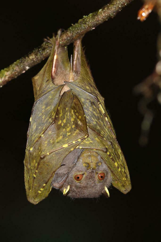 Round-eared Tube-nosed Fruit Bat from Pegunungan Arfak, Provincia de ...