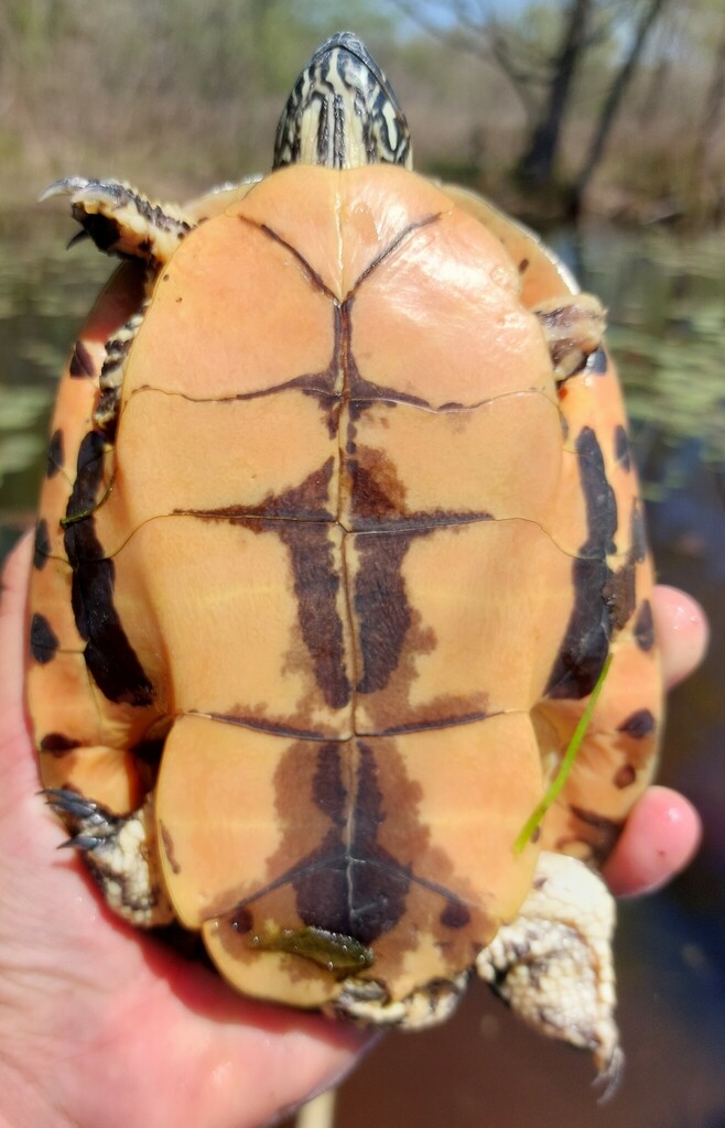Western Chicken Turtle in April 2022 by Ethan Hollender · iNaturalist
