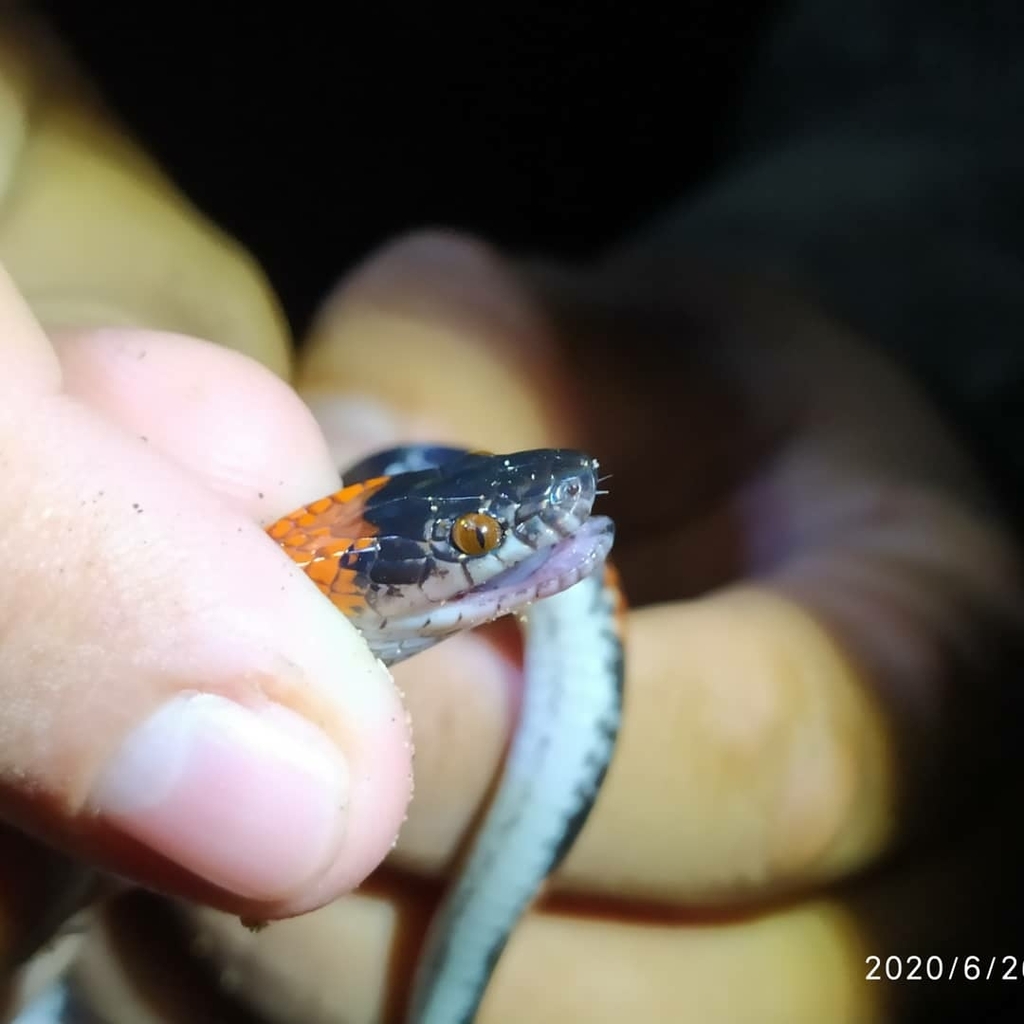 Brazilian False Coral Snake from Caruaru, PE, Brasil on July 26, 2020 ...