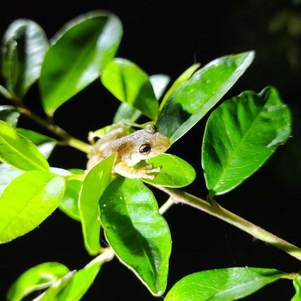 Venezuela Snouted Tree Frog from CTR Caruaru on June 26, 2020 by ...