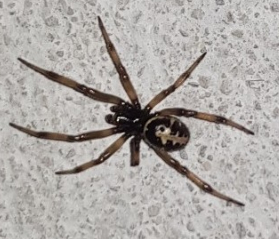 Mediterranean false black widow from Agadir-Ida ou Tanane, MA-SM, MA on ...