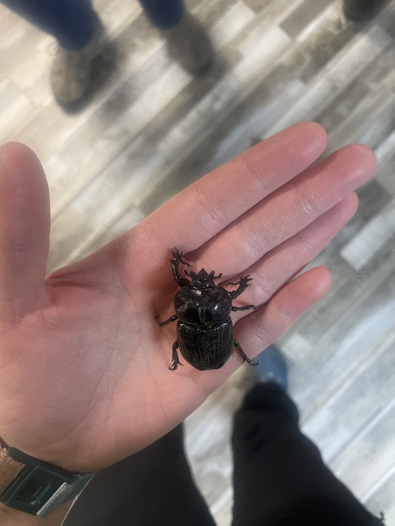 Triceratops Beetle from Shaftsbury Rd, Clemson, SC, US on October 19 ...