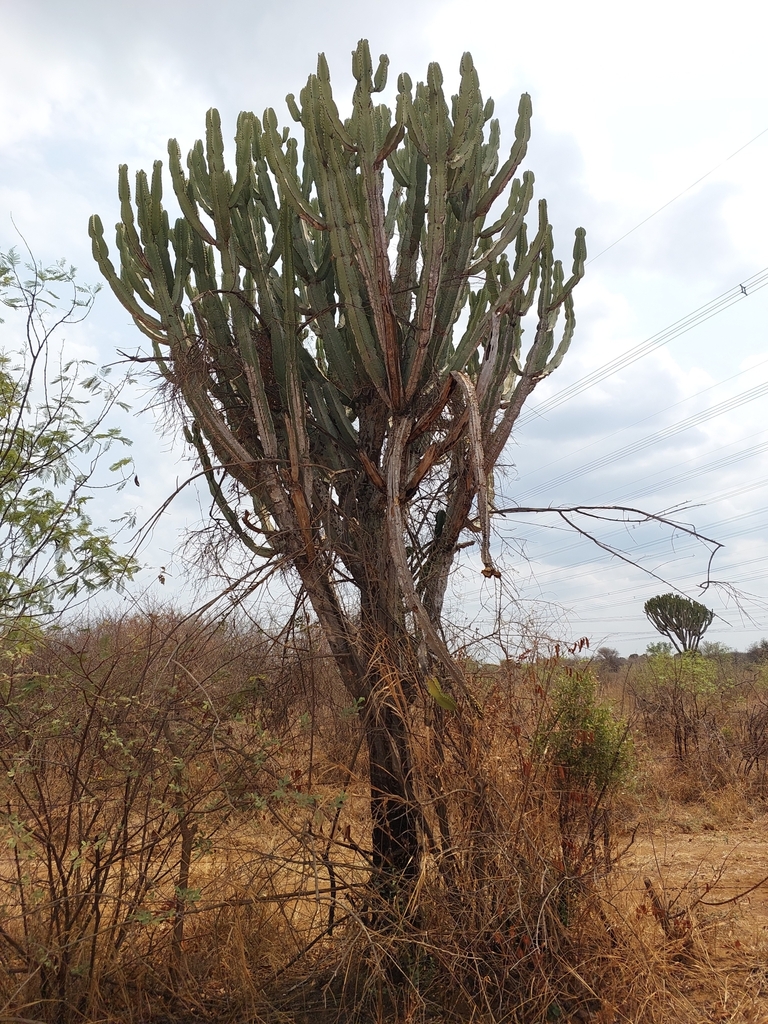 Common Tree Euphorbia from Moses Kotane Local Municipality, South ...