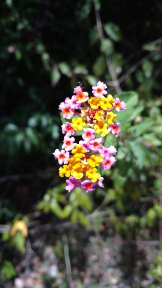 Lantana from Rio Largo - AL, Brasil on October 19, 2022 by Fábio ...