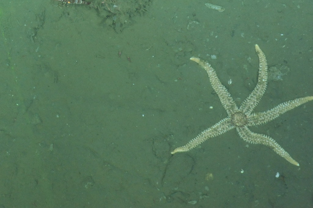 Velcro Star on September 15, 2013 at 06:35 AM by Jackson W.F. Chu. ROV ...