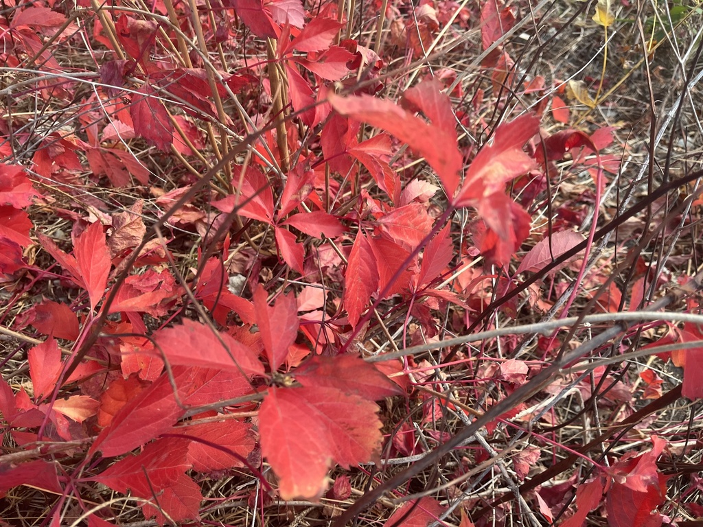 thicket creeper from W Lumber Ln, Coeur d'Alene, ID, US on October 19 ...