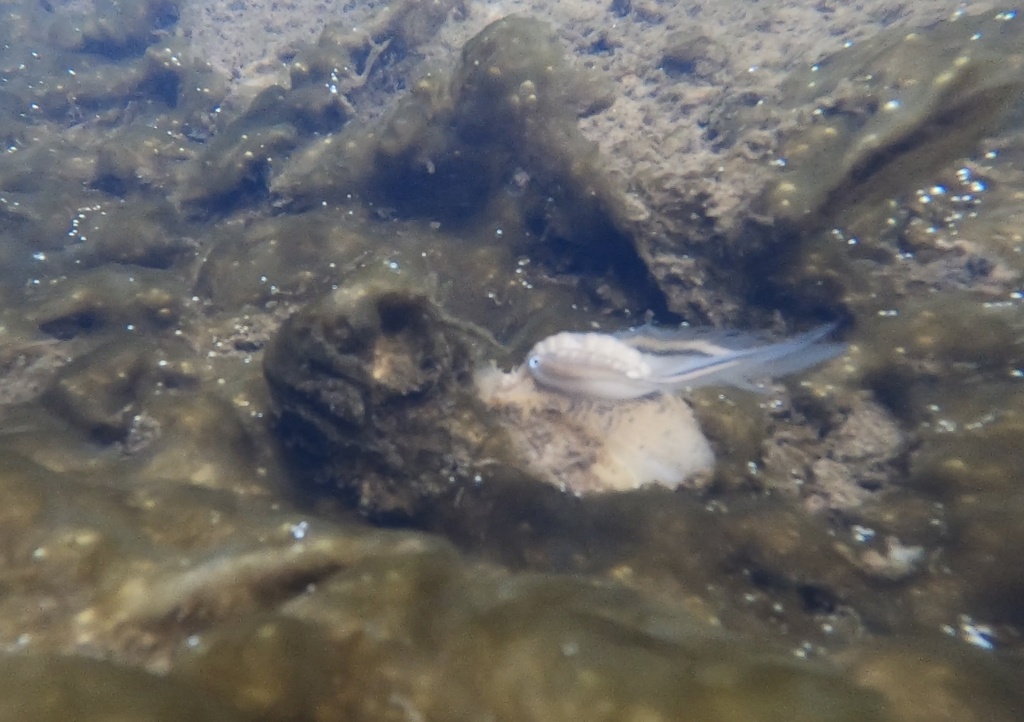 Southern Pocketbook from Conecuh River, Brewton, AL, US on October 19 ...