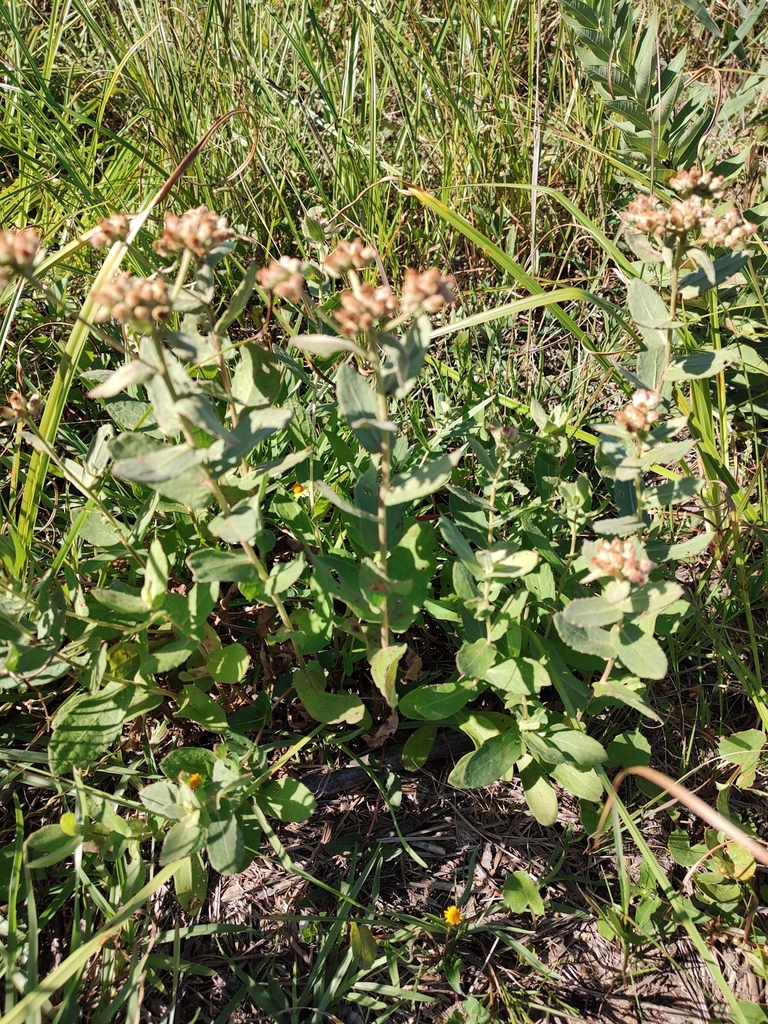 flowering plants from Mar Bella, League City, TX 77573, USA on October ...