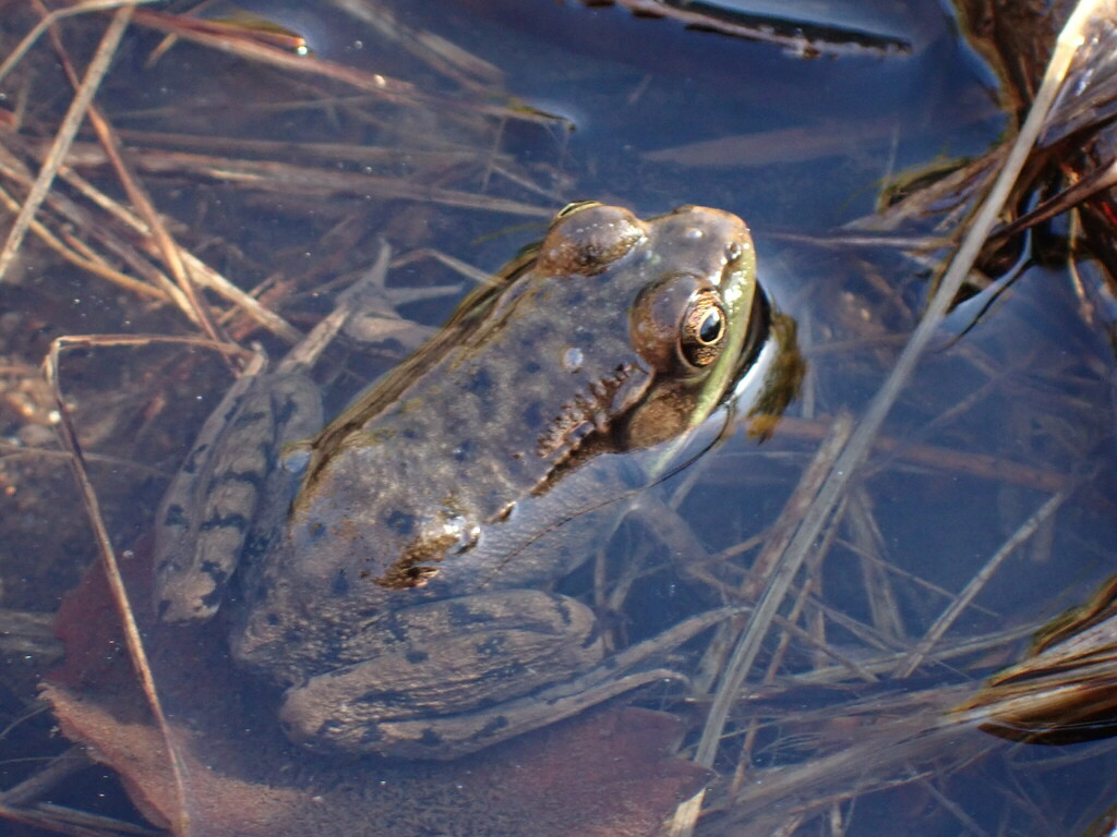 Green Frog from Cheboygan, MI 49721, USA on October 10, 2022 at 04:27 ...