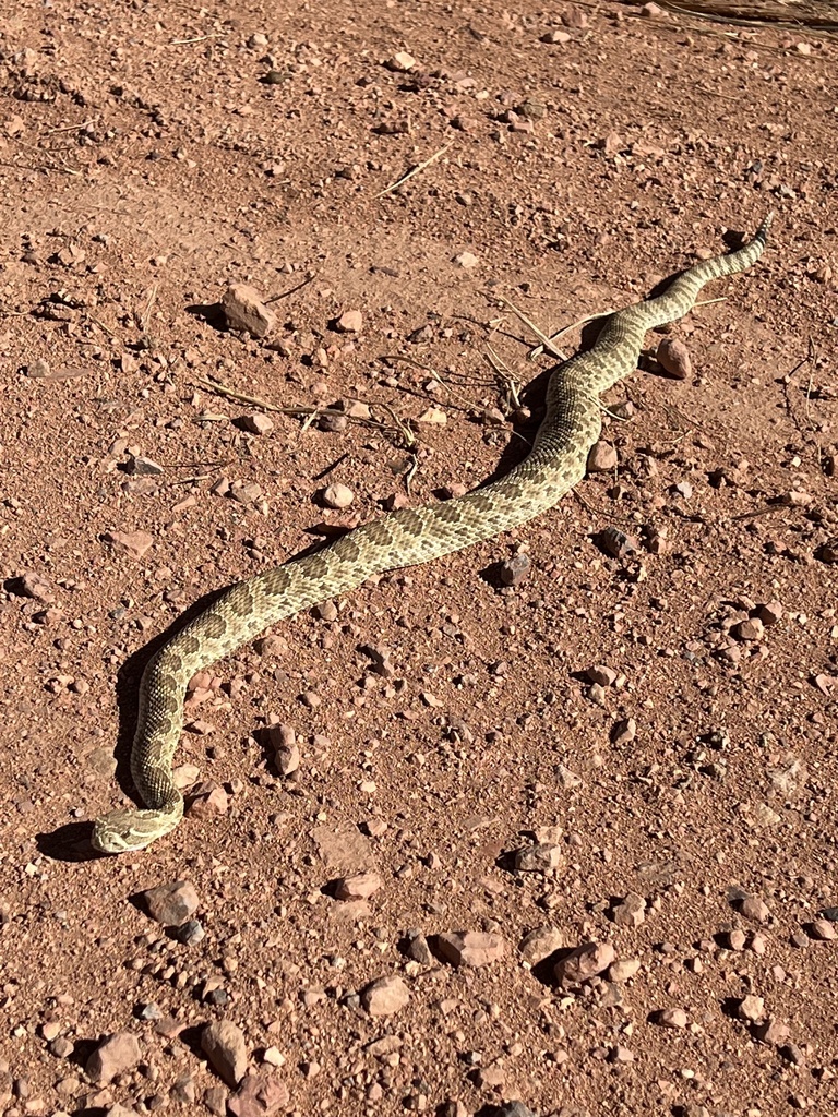 Prairie Rattlesnake in October 2022 by Matt Rasmussen · iNaturalist