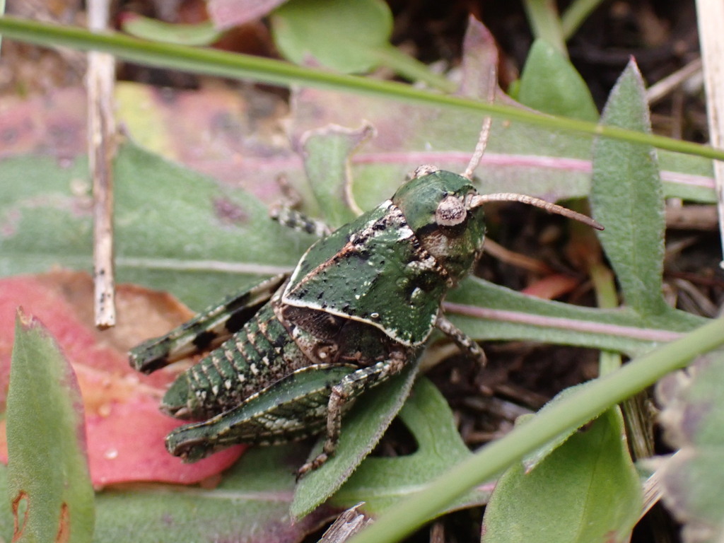 Coral-winged Grasshopper from Emmet County, MI, USA on October 14, 2022 ...
