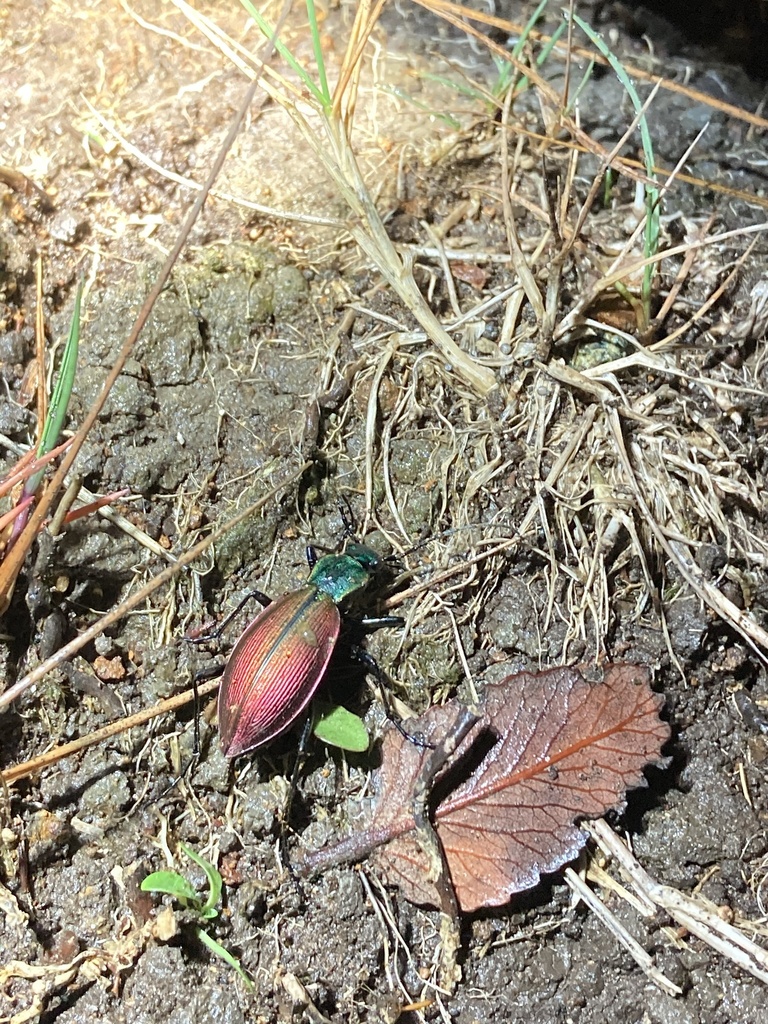 Chilean Magnificent Beetle from Isla Grande de Chiloé, Ancud, Los Lagos ...